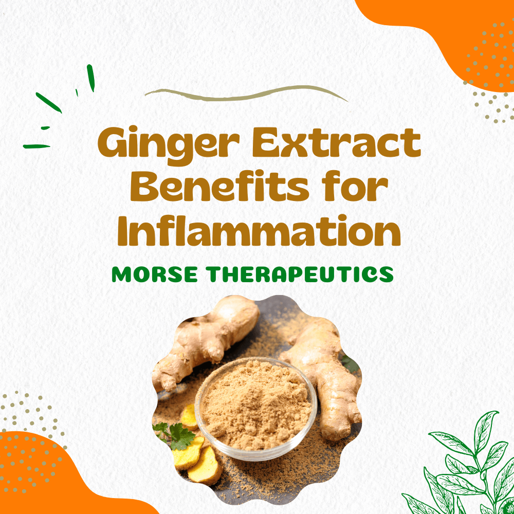 Ginger Extract Benefits for Inflammation | Morse Therapeutics